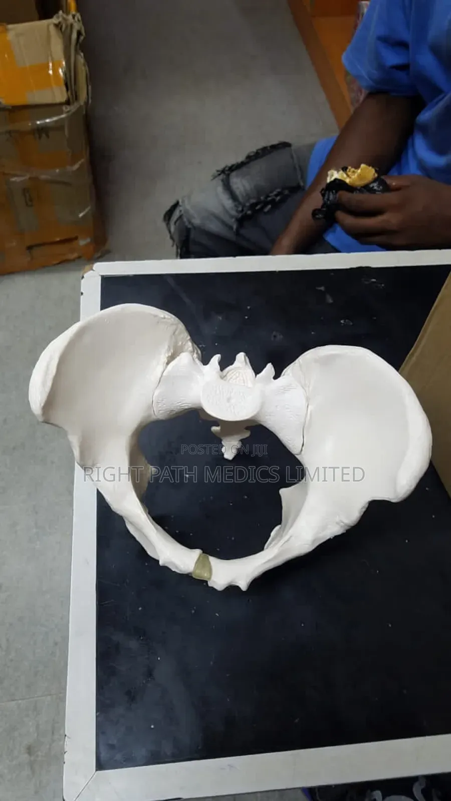 Male Pelvic Model for sale - RIGHT PATH MEDICS LIMITED Price: ₦ 75,000 ...