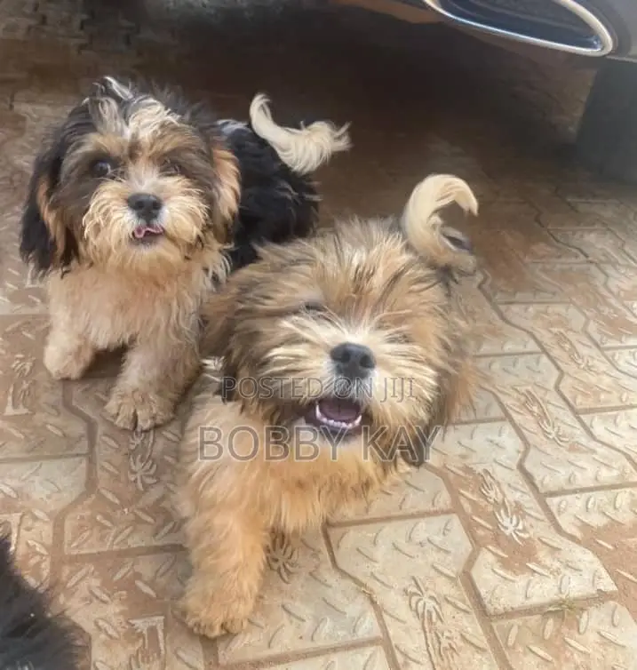 3-6 months Male Purebred Lhasa Apso in Ibadan - Dogs & Puppies, Bobby ...