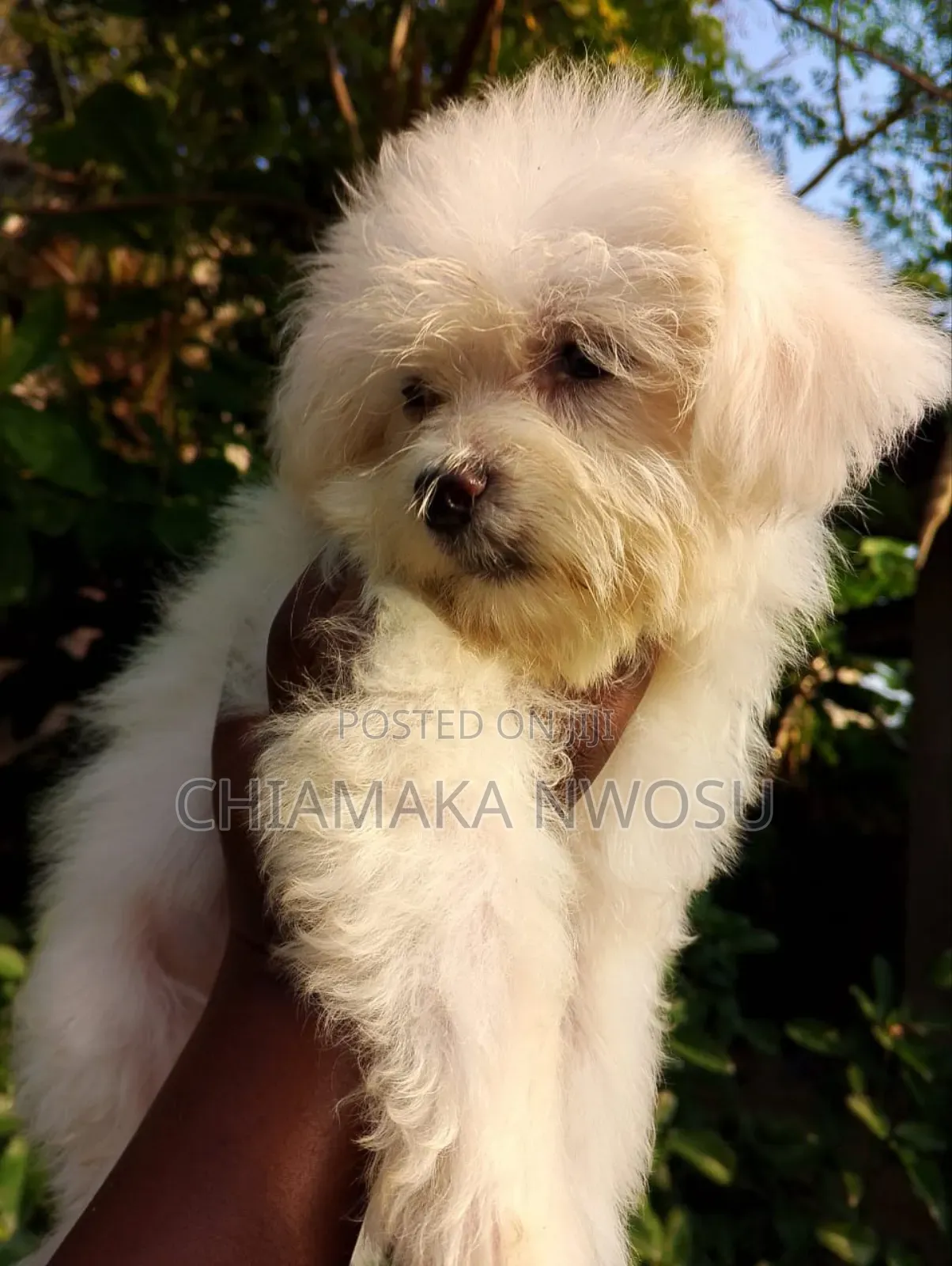 1-3 months Female Purebred Lhasa Apso in Ojo - Dogs & Puppies, Chiamaka ...