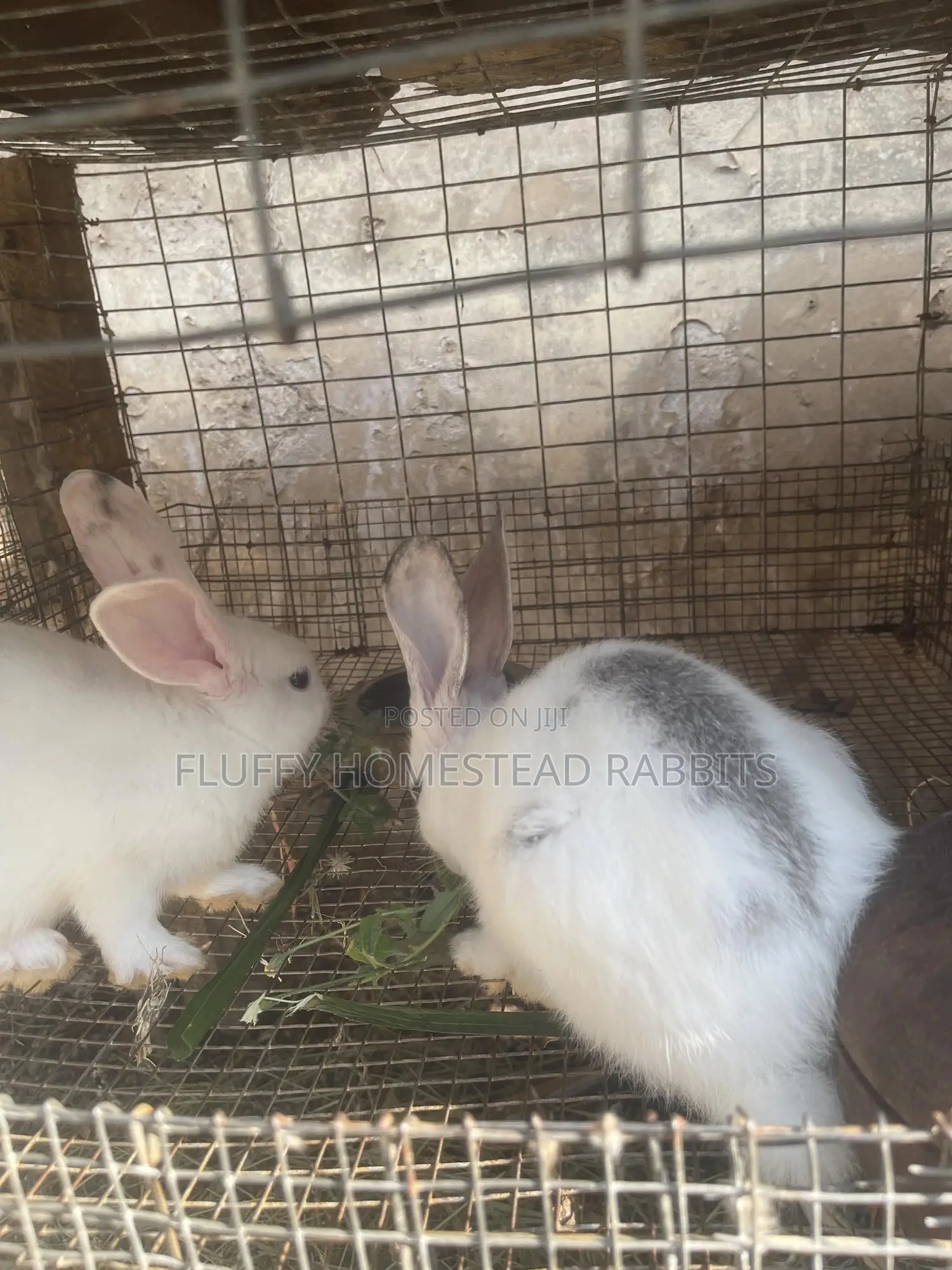 A Male and a Female Quality Spotted Rabbit in Ilorin East - Farm ...