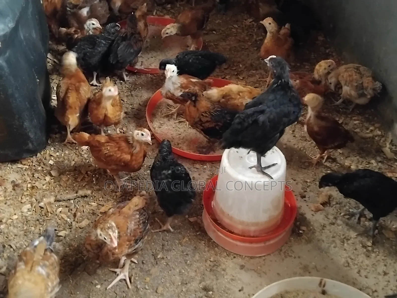 Noiler Chicken (10 Weeks Old) in Oyo - Farm Animals, Gbenga Olatunbosun ...