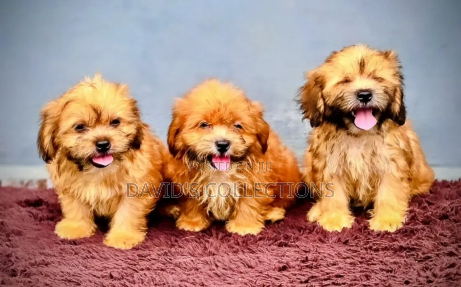 1-3 months Female Purebred Lhasa Apso in Ikeja - Dogs & Puppies, David ...