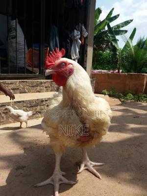 Live Chicken in Benin City - Farm Animals, Nike | Jiji.ng