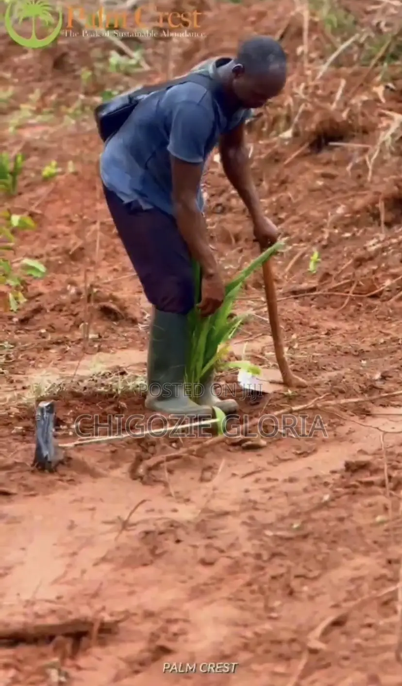 Palm Plantation Farm Land For Sale In Acres And Hectares (Palm Oil ) in ...