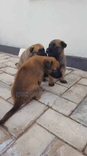 1-3 months Female Purebred Belgian Malinois in Ikorodu - Dogs & Puppies ...