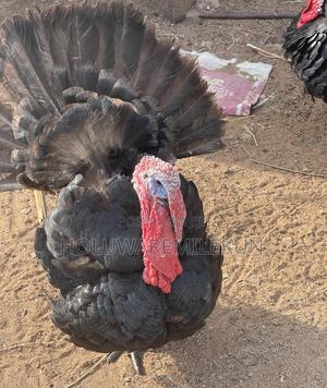 Big Live Turkey (20kg+) for Sale – Healthy Ready for Pickup in Ibadan ...