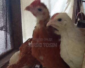 Live Chicken in Abule Egba - Farm Animals, Seriki Tosin | Jiji.ng