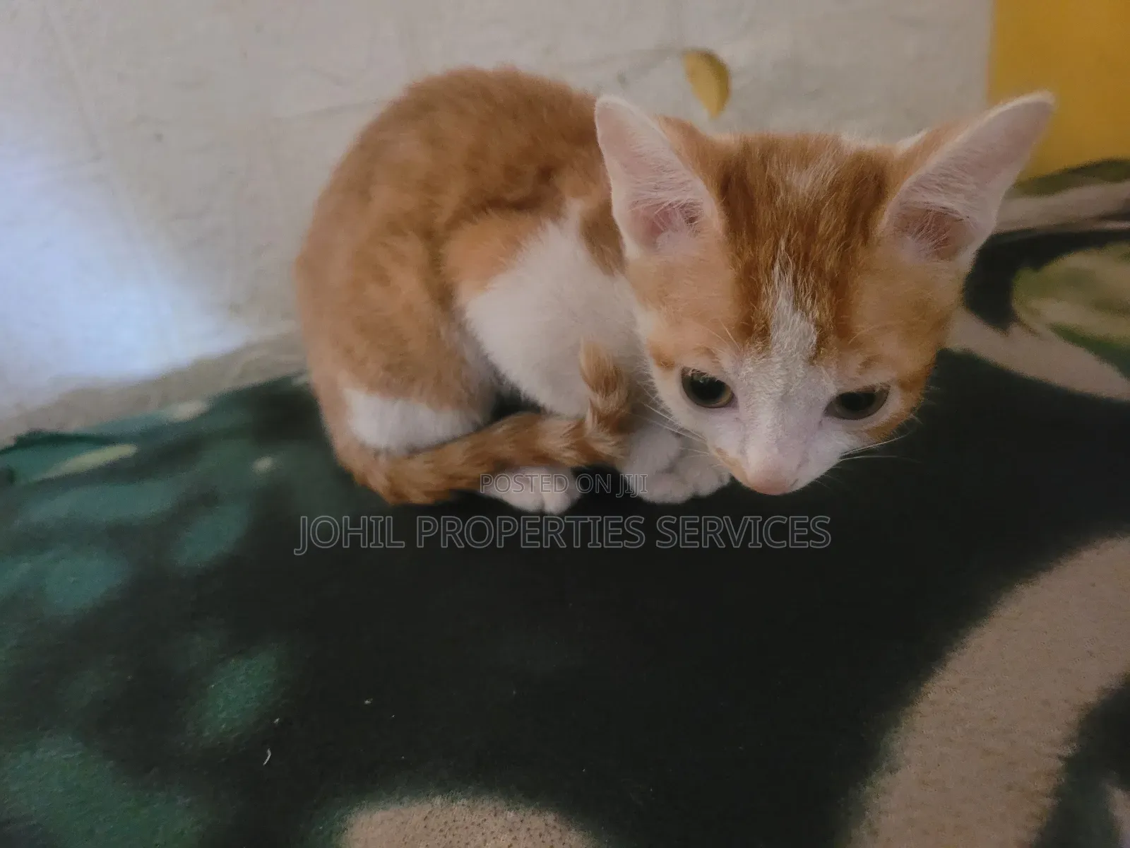 3-6 months Female Purebred Turkish Angora in Karu - Cats & Kittens ...