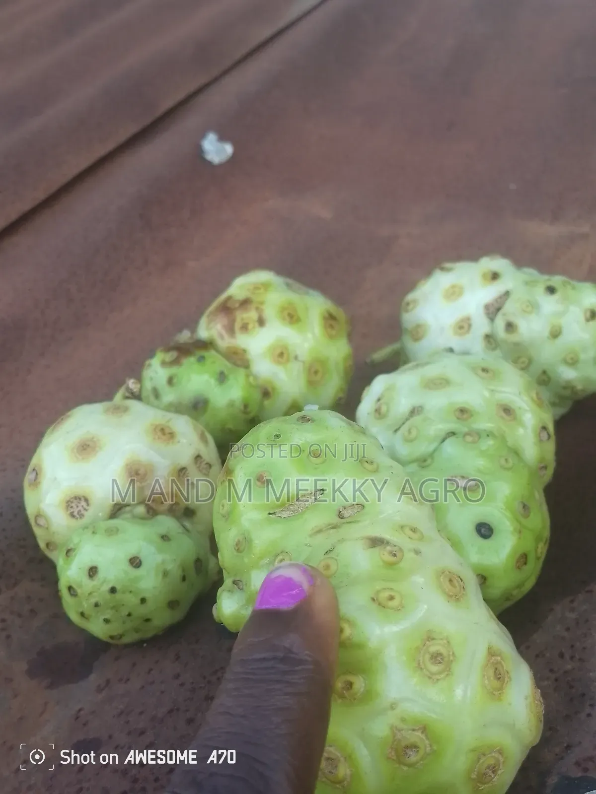Noni Seedlings – Boost Your Health Farm Value! in Ibadan - Feeds ...