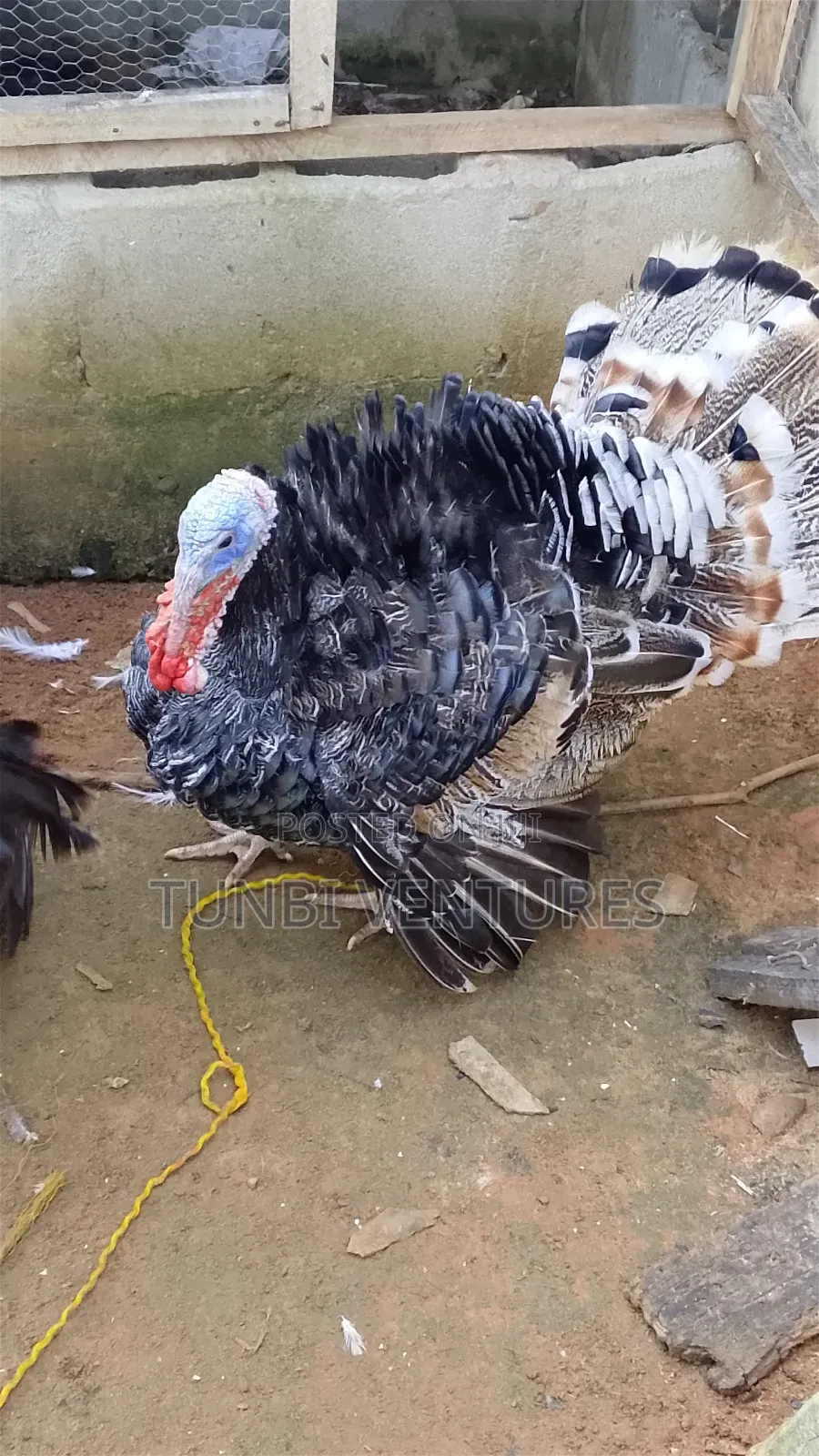 Local Male Turkey in Ojo - Farm Animals, Matthew Ojo | Jiji.ng
