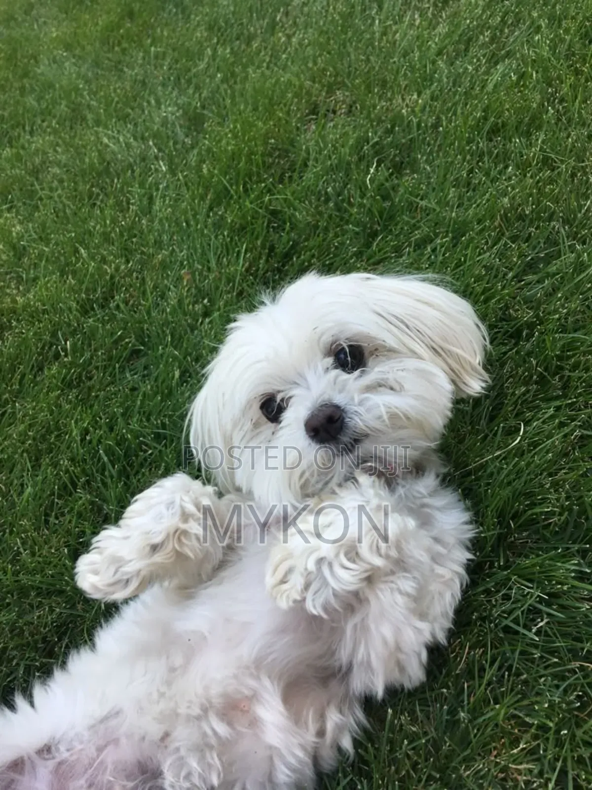 Pet for Stor in Lekki - Pet Accessories, Mykon | Jiji.ng