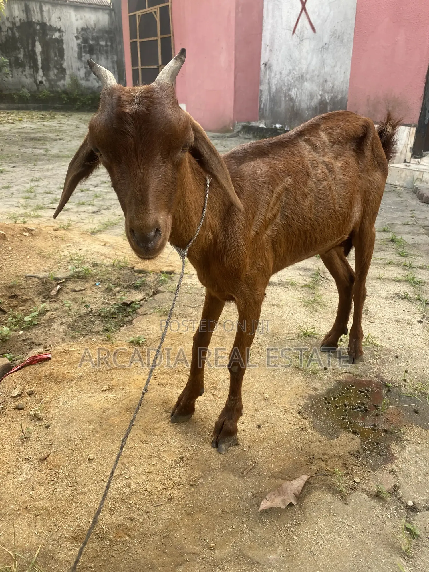 Life Goat for Sale in Port-Harcourt - Farm Animals, Alex Madu | Jiji.ng