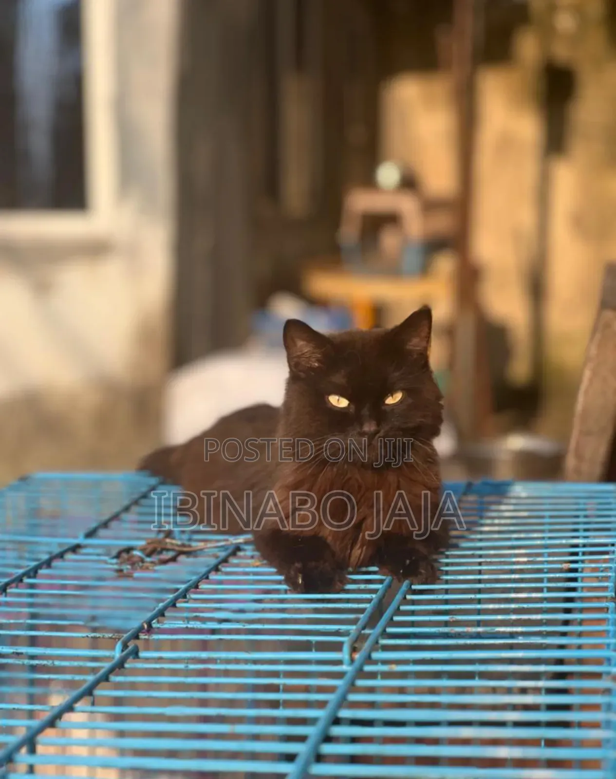 3-6 months Male Purebred Exotic in Port-Harcourt - Cats & Kittens ...