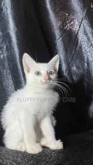 1-3 months Male Mixed Breed Turkish Angora in Dutse-Alhaji - Cats ...