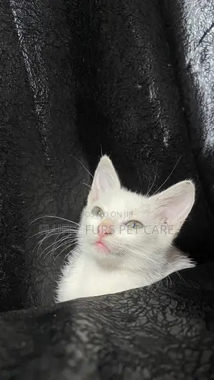 1-3 months Male Mixed Breed Turkish Angora in Dutse-Alhaji - Cats ...