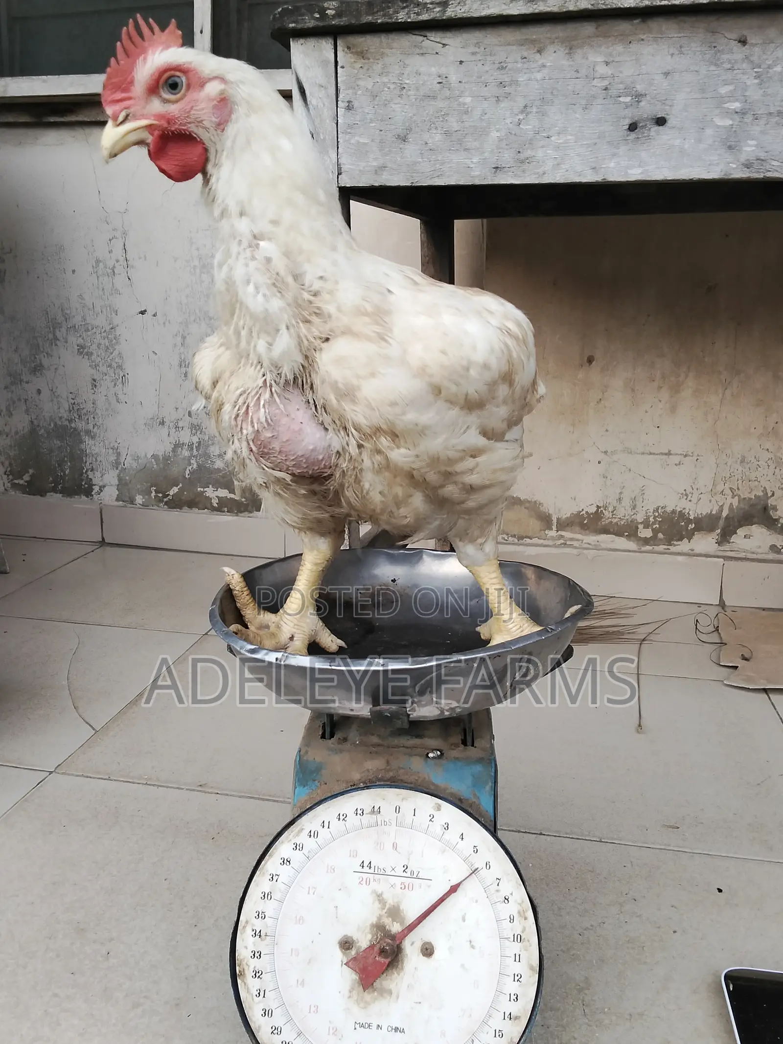 Broilers for Sale in Alimosho - Farm Animals, Adeleye Farms | Jiji.ng