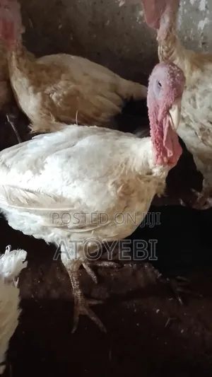Farm Animals in Nigeria for sale Prices on Jiji.ng