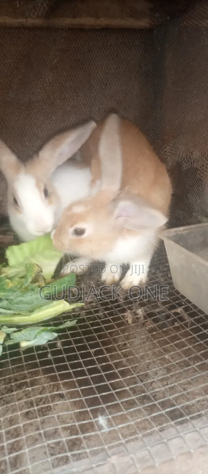 Quality Grower Rabbits for Sale! in Ipaja - Other Animals, Jackson ...