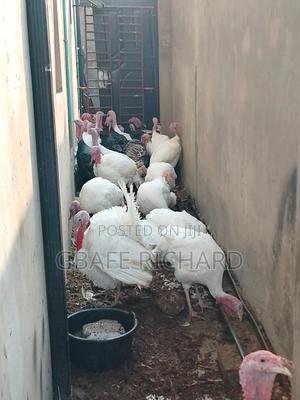 Christmas Turkey Bonanza in Surulere - Farm Animals, Gbafe Richard ...