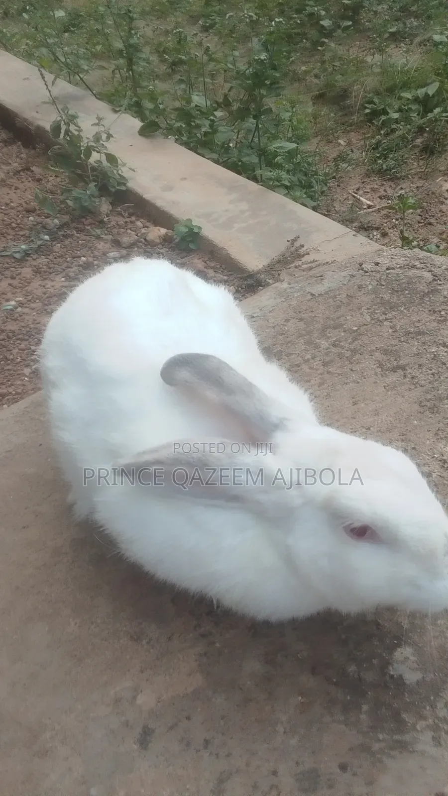 Rabbit for Sale in Ibadan in Ibadan - Farm Animals, Prince Qazeem ...