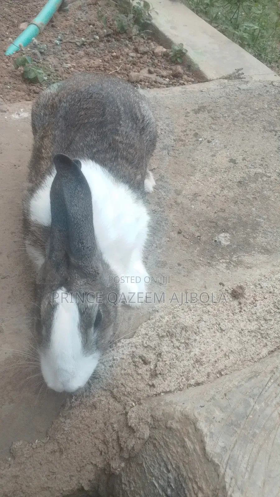 Rabbit for Sale in Ibadan in Ibadan - Farm Animals, Prince Qazeem ...