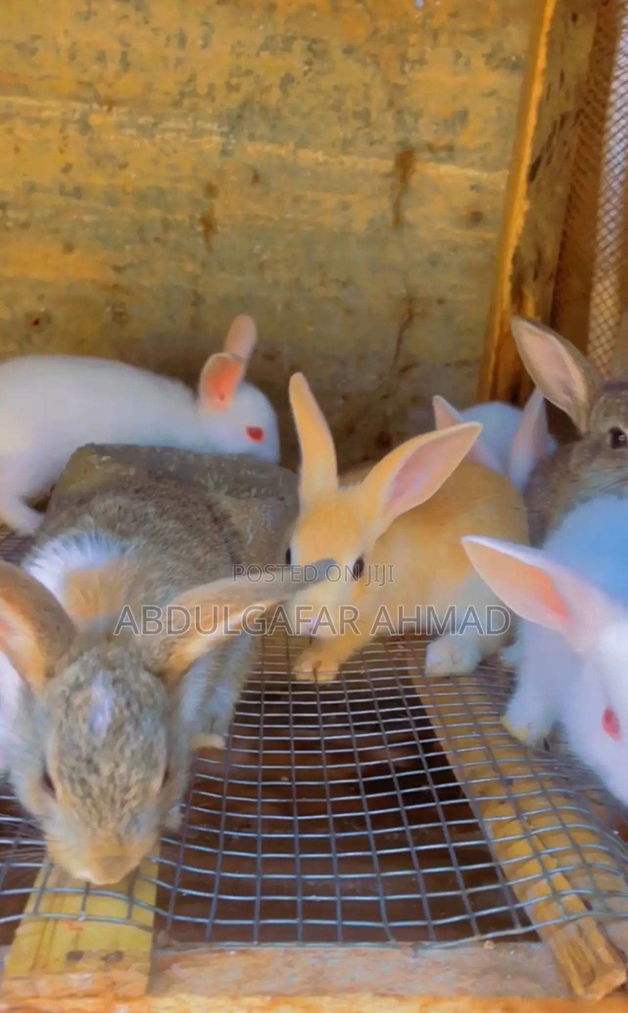 Weaners and Growers Rabbit in Ilorin West - Farm Animals, Abdulgafar ...