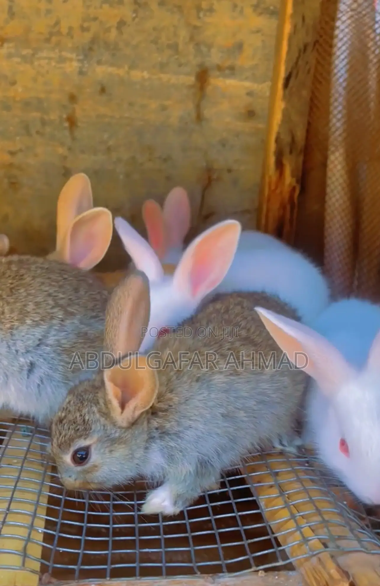 Weaners and Growers Rabbit in Ilorin West - Farm Animals, Abdulgafar ...