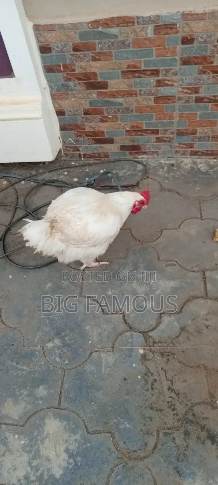 Mature Broilers for Sell in Ikorodu - Farm Animals, Sodeinde Samson ...