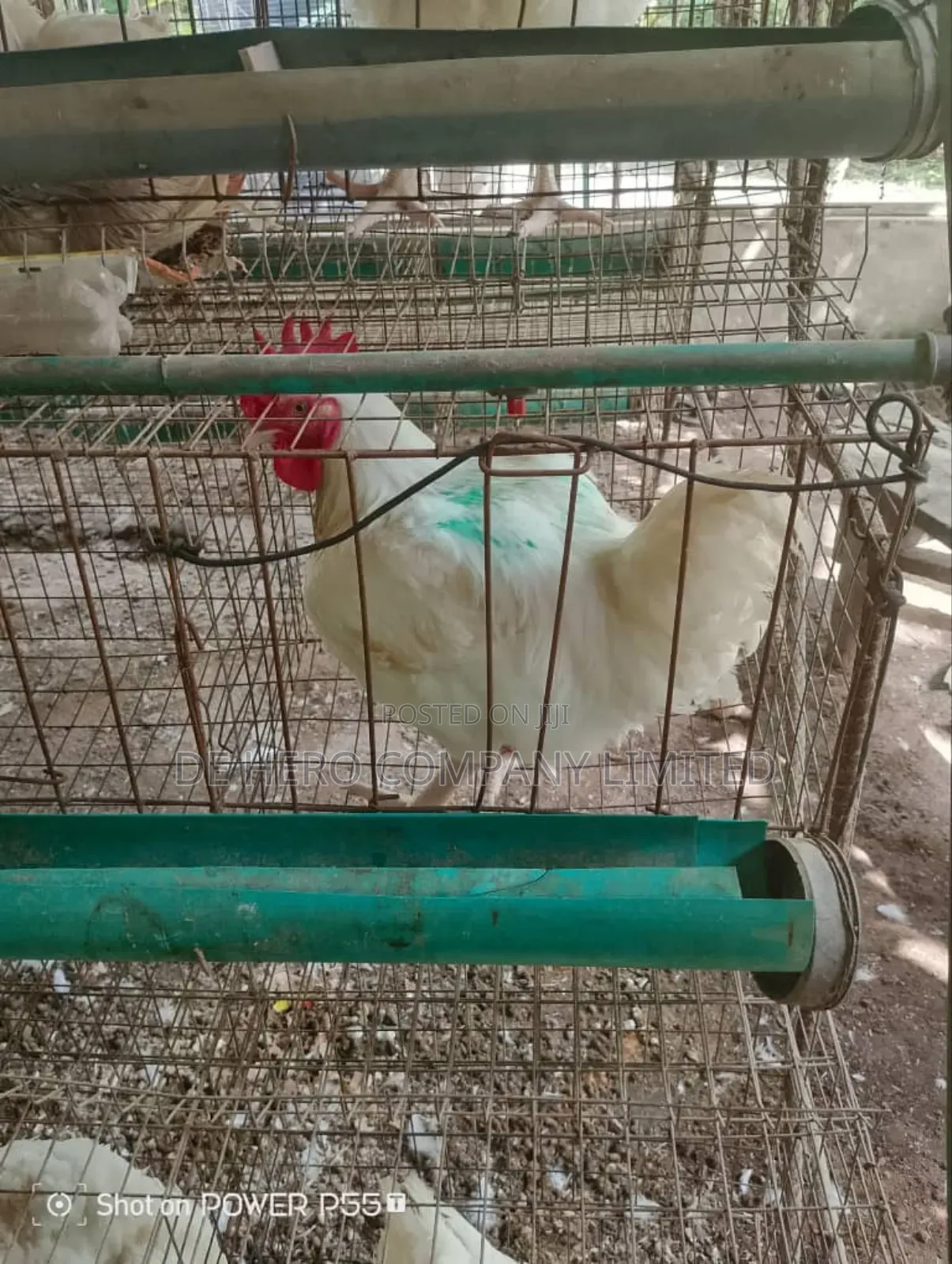 Fresh Live Broilers Ready for Christmas! Big and Healthy in Ajah - Food ...