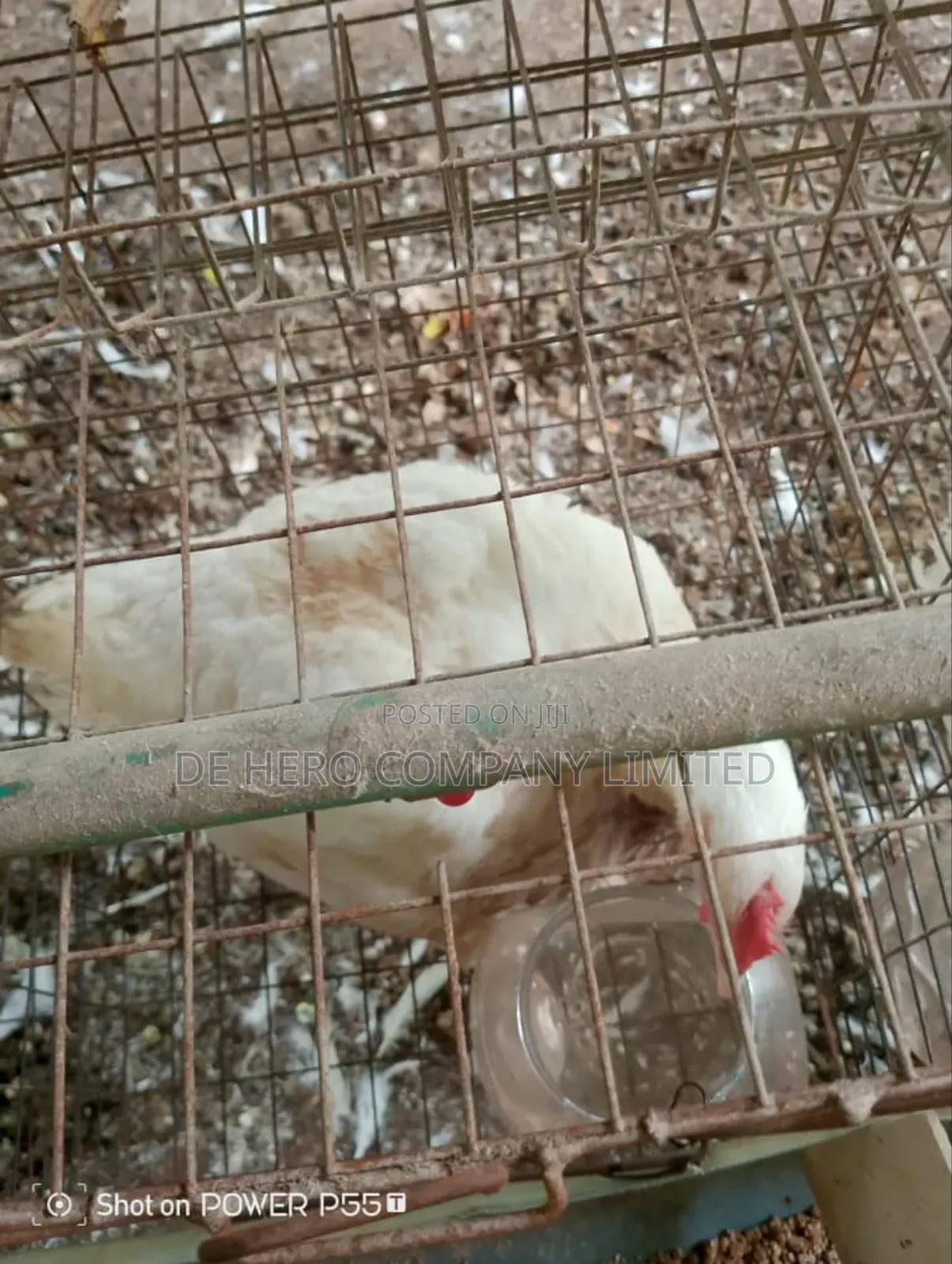 Giant Broilers at Affordable Prices. Call Now! in Ikeja - Food ...