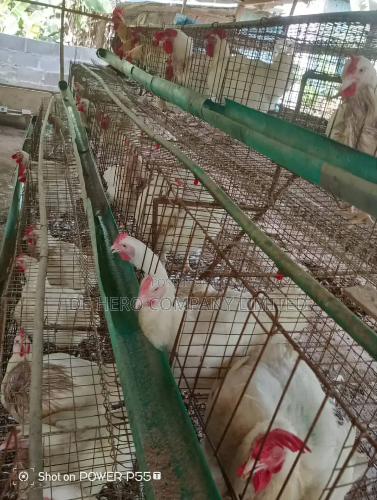 Christmas Broilers Loaded! Come Buy Your Own. in Surulere - Food ...