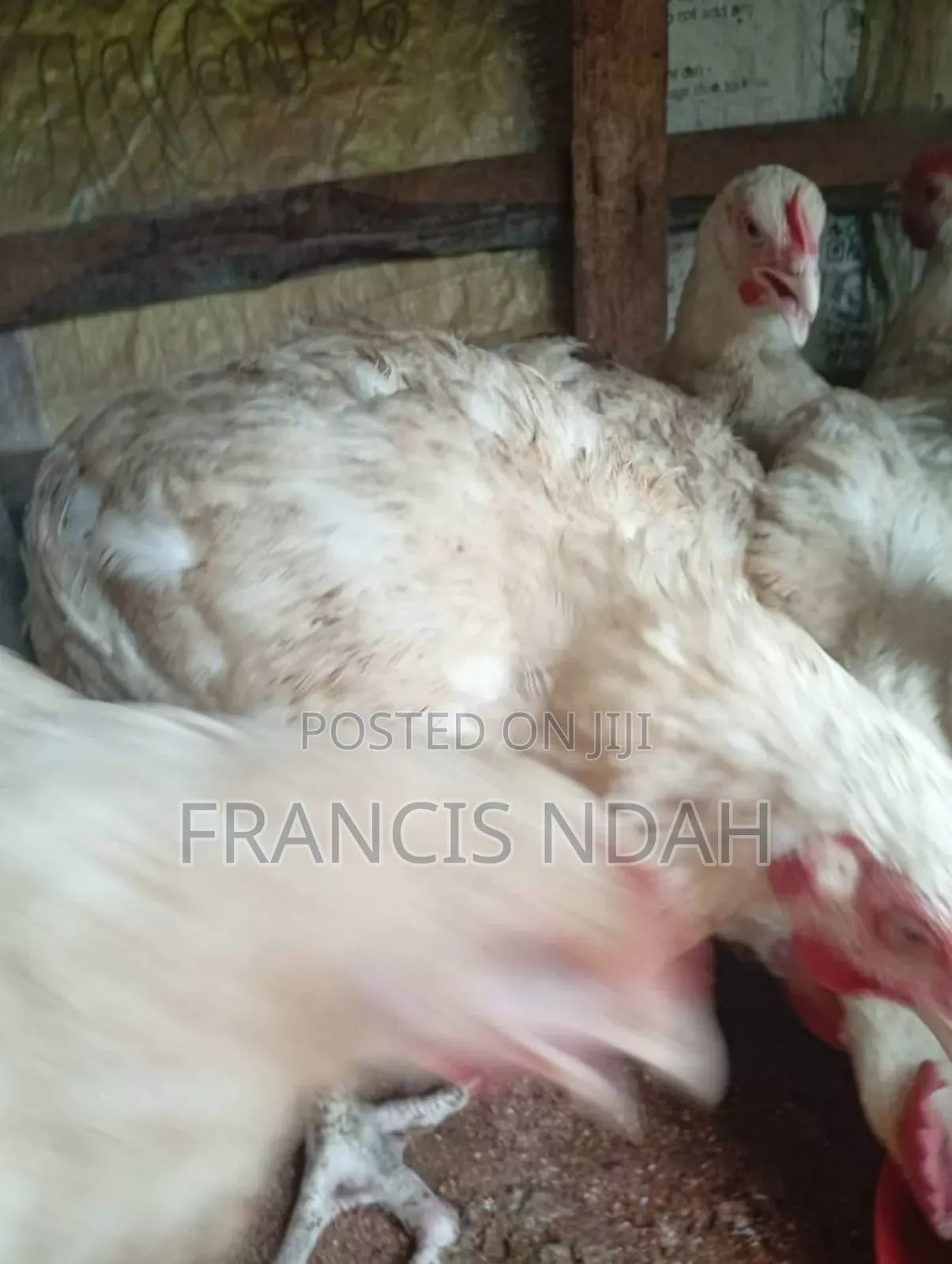 Live Chicken Clearance Sale in Port-Harcourt - Farm Animals, Francis ...