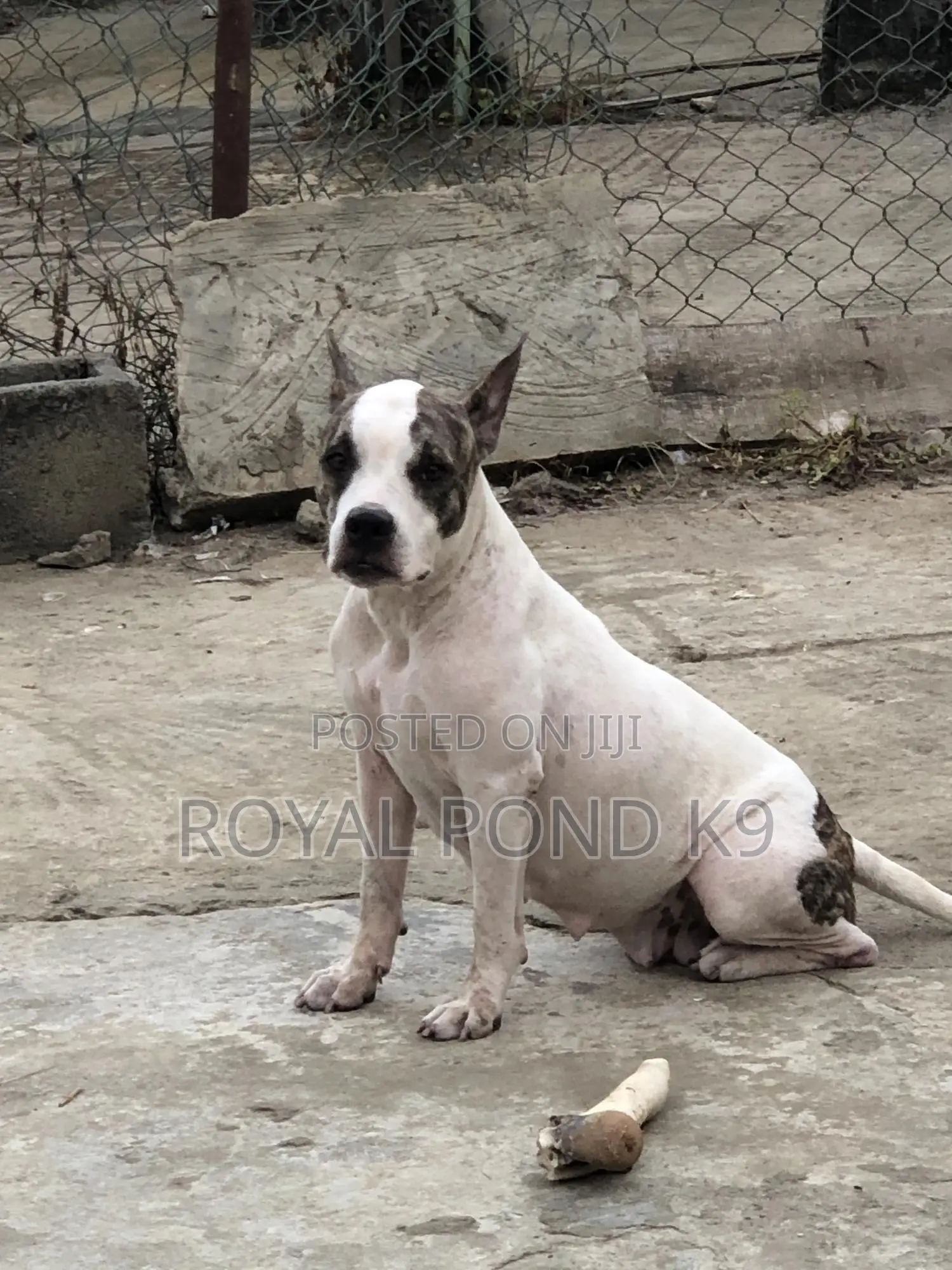 1+ year Female Mixed Breed American Bully in Ikorodu - Dogs & Puppies ...