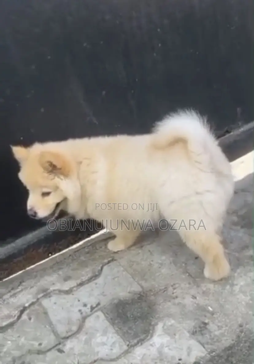 1-3 months Female Purebred Chow Chow in Lekki - Dogs & Puppies ...