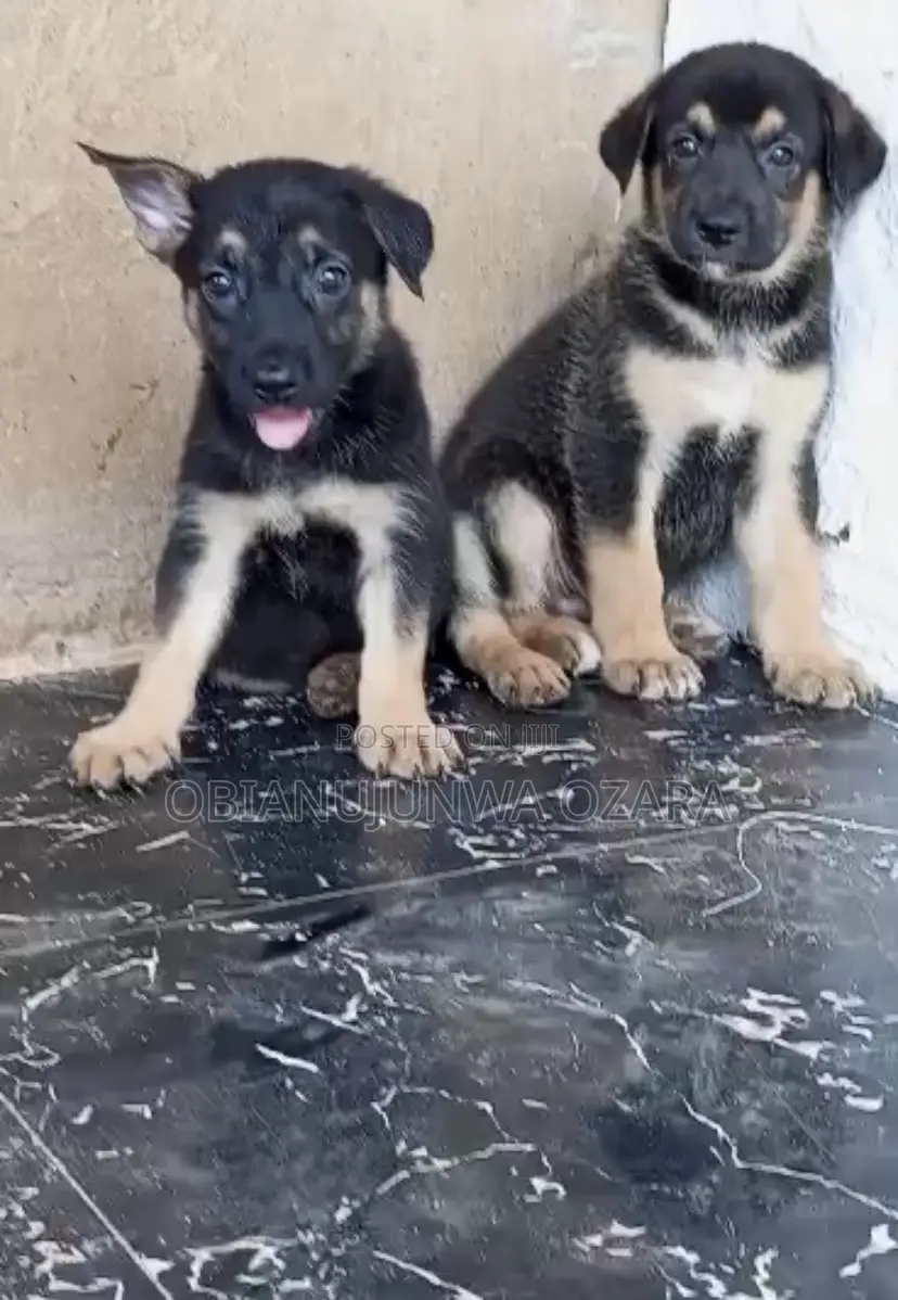 1-3 months Female Purebred German Shepherd in Ibadan - Dogs & Puppies ...