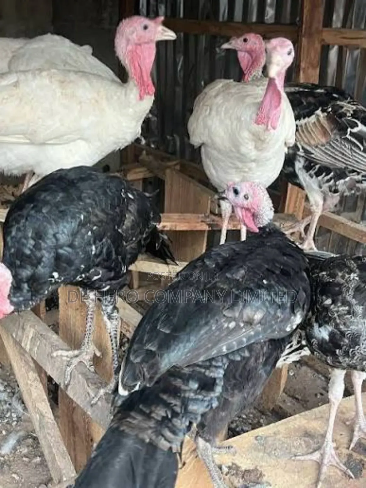 This Turkey Fat Pass Politician Pocket Secure Yours! in Agboyi/Ketu ...