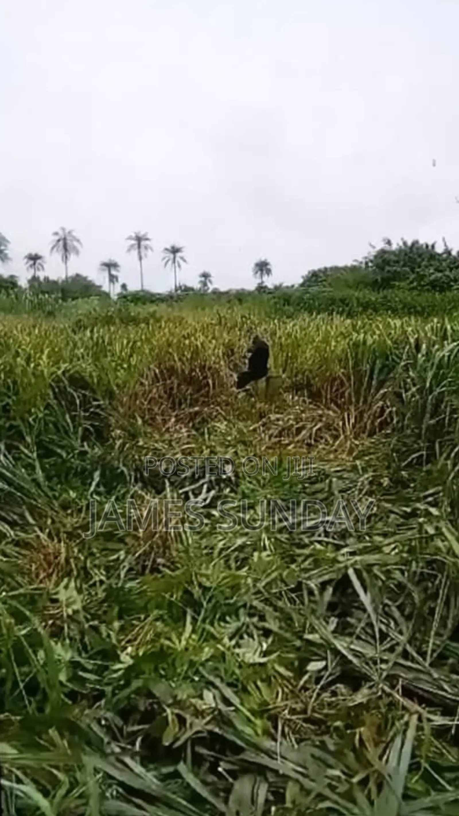 One (1) Residential Plot Of Land At Mereje Town Okpe Lga, Delta State ...