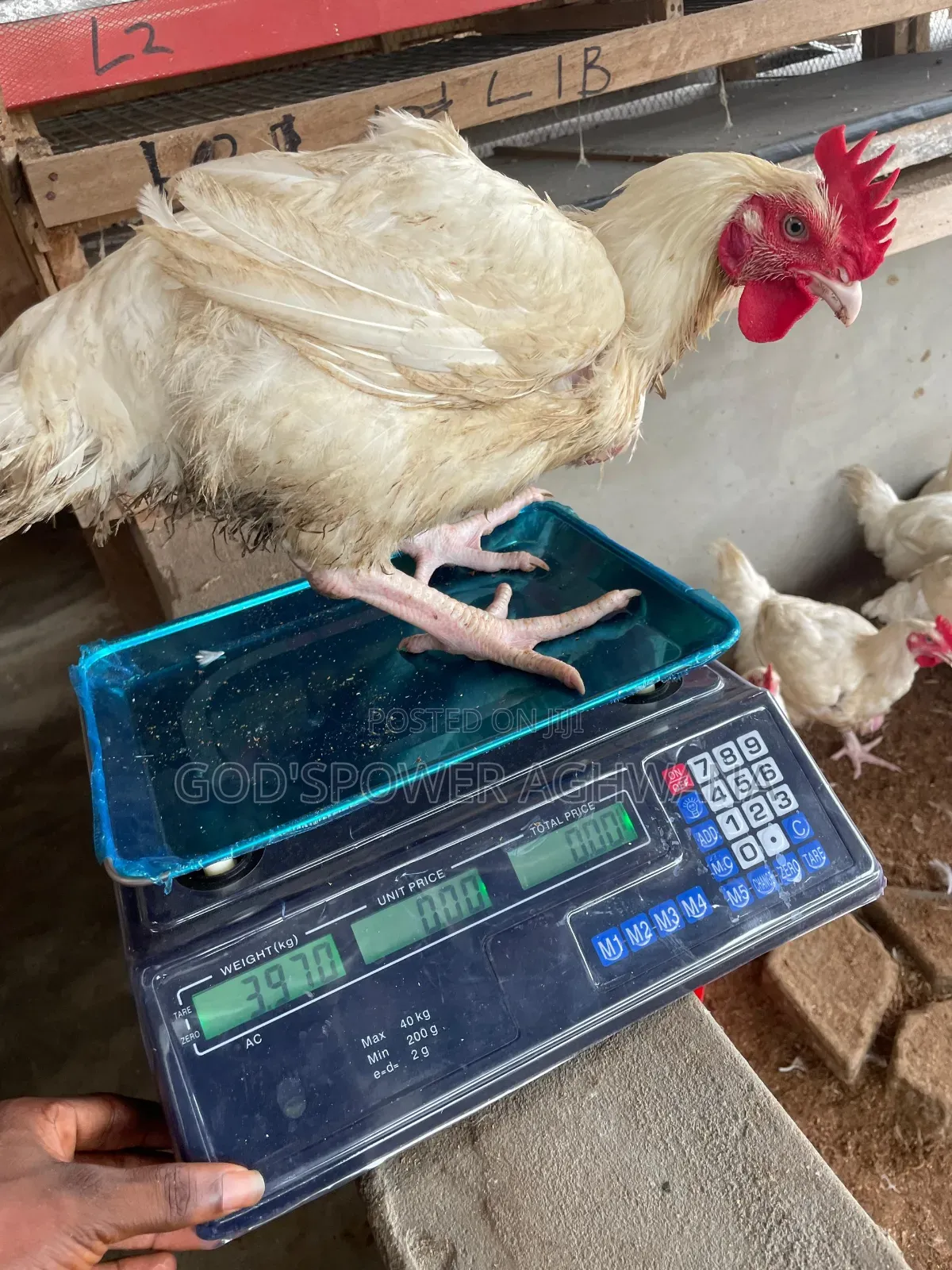 Big Broilers For Sale in Ojo - Farm Animals, God'spower Aghwana | Jiji.ng
