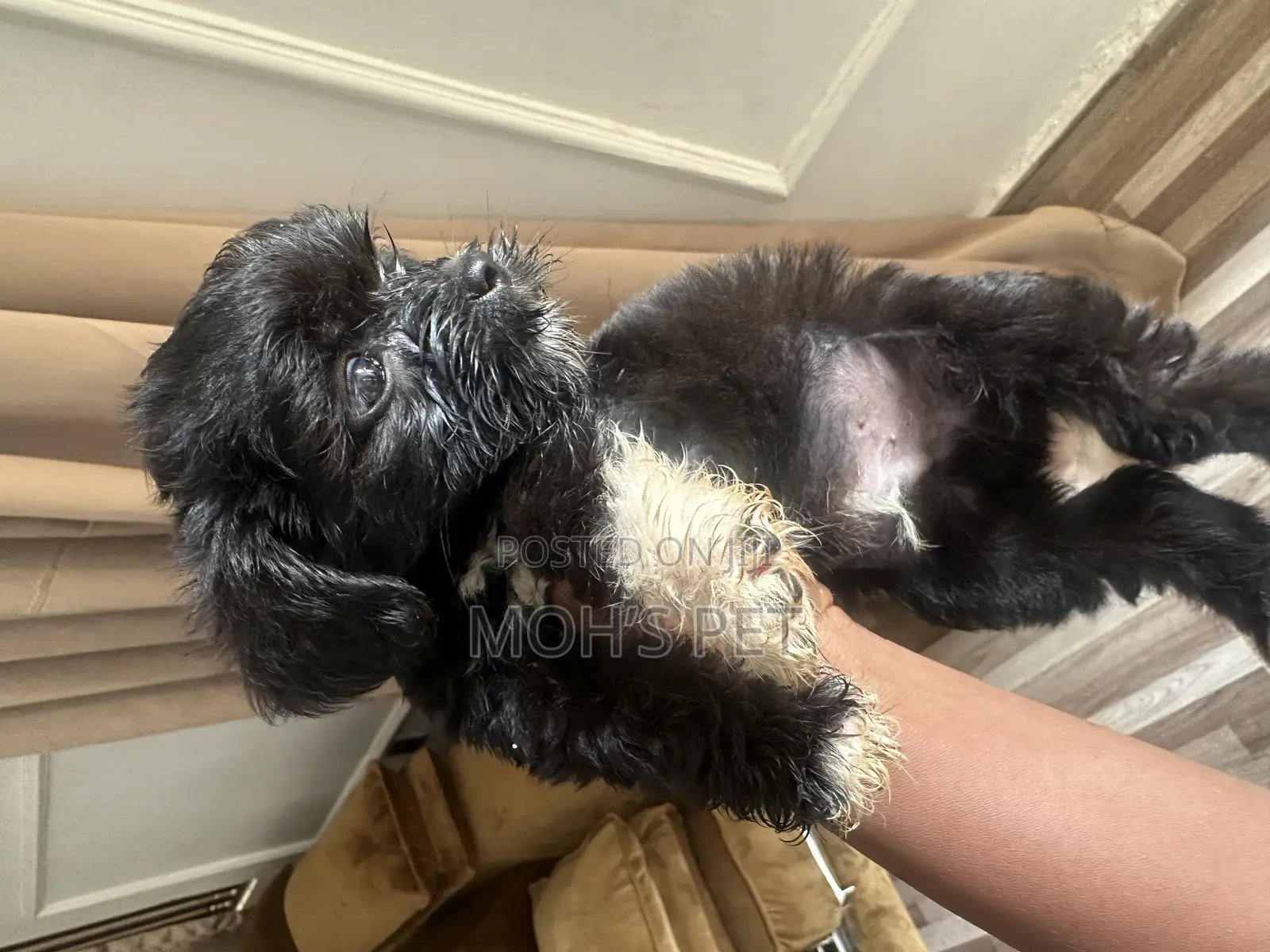 1-3 months Male Purebred Maltese in Ikeja - Dogs & Puppies, Mofeh Tom ...