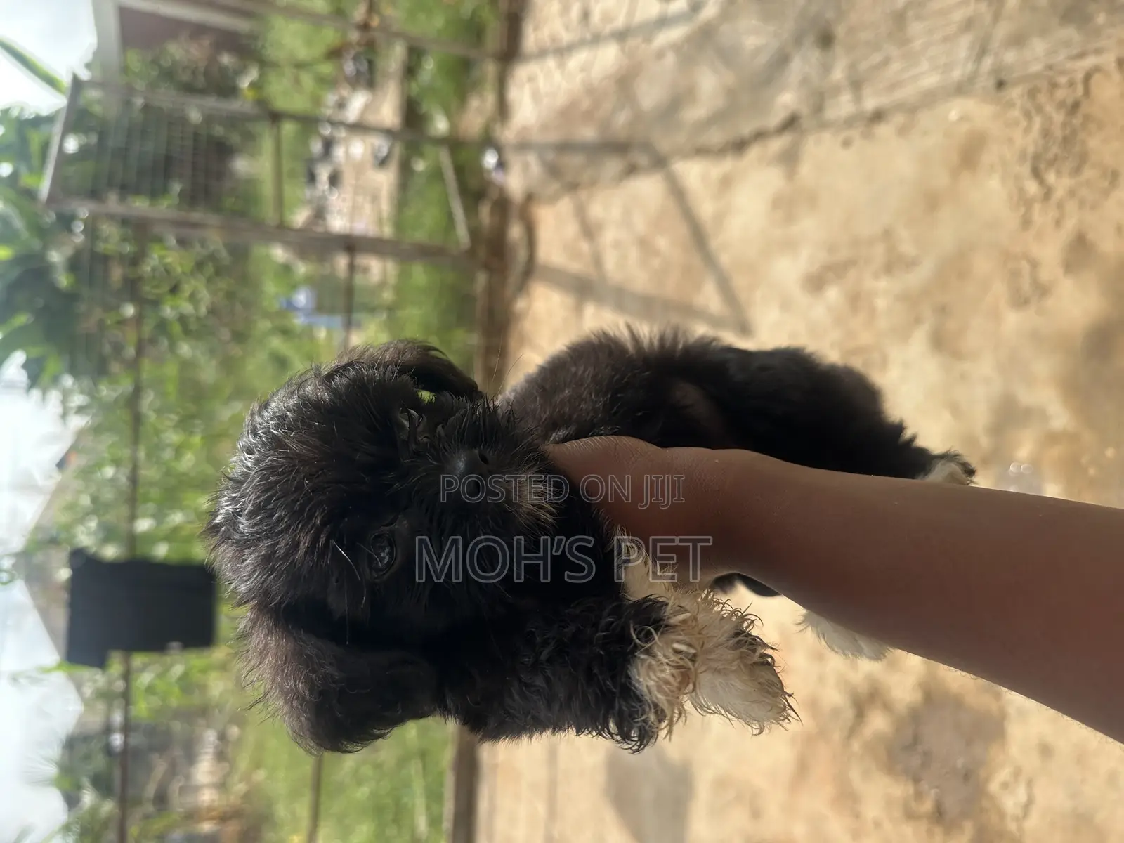 1-3 months Male Purebred Maltese in Ikeja - Dogs & Puppies, Mofeh Tom ...