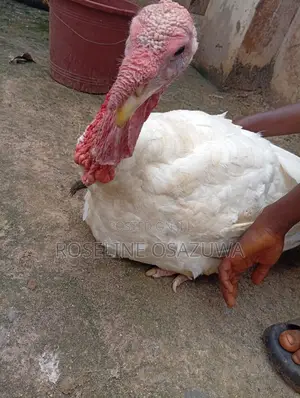 Turkey (Foreign Male Turkey) in Benin City - Farm Animals, Alexander ...