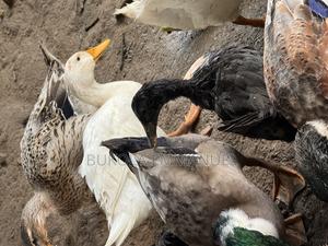 Foreign Ducks in Ado-Odo/Ota - Farm Animals, Bukola Emmanuel | Jiji.ng