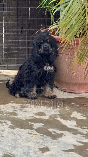 3-6 months Male Purebred Cocker Spaniel in Utako - Dogs & Puppies ...