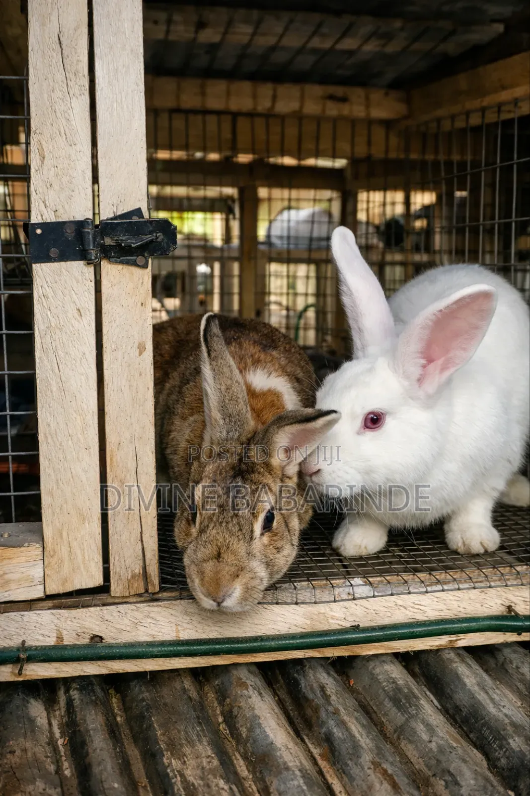Weaner, Grower Adult Rabbit in Osogbo - Farm Animals, Divine Babarinde ...