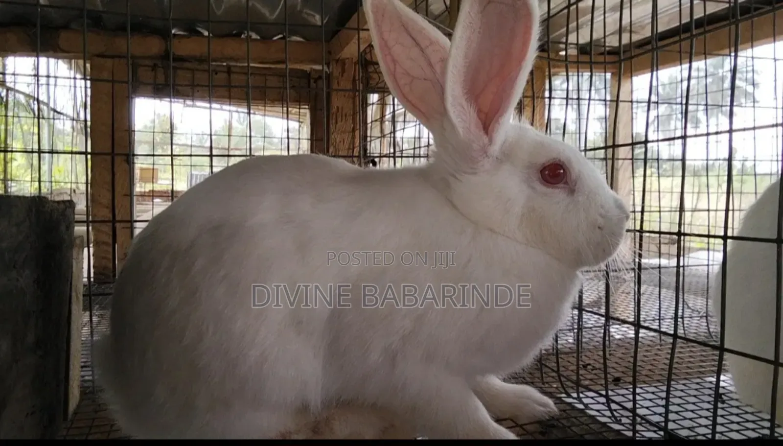 Weaner, Grower Adult Rabbit in Osogbo - Farm Animals, Divine Babarinde ...