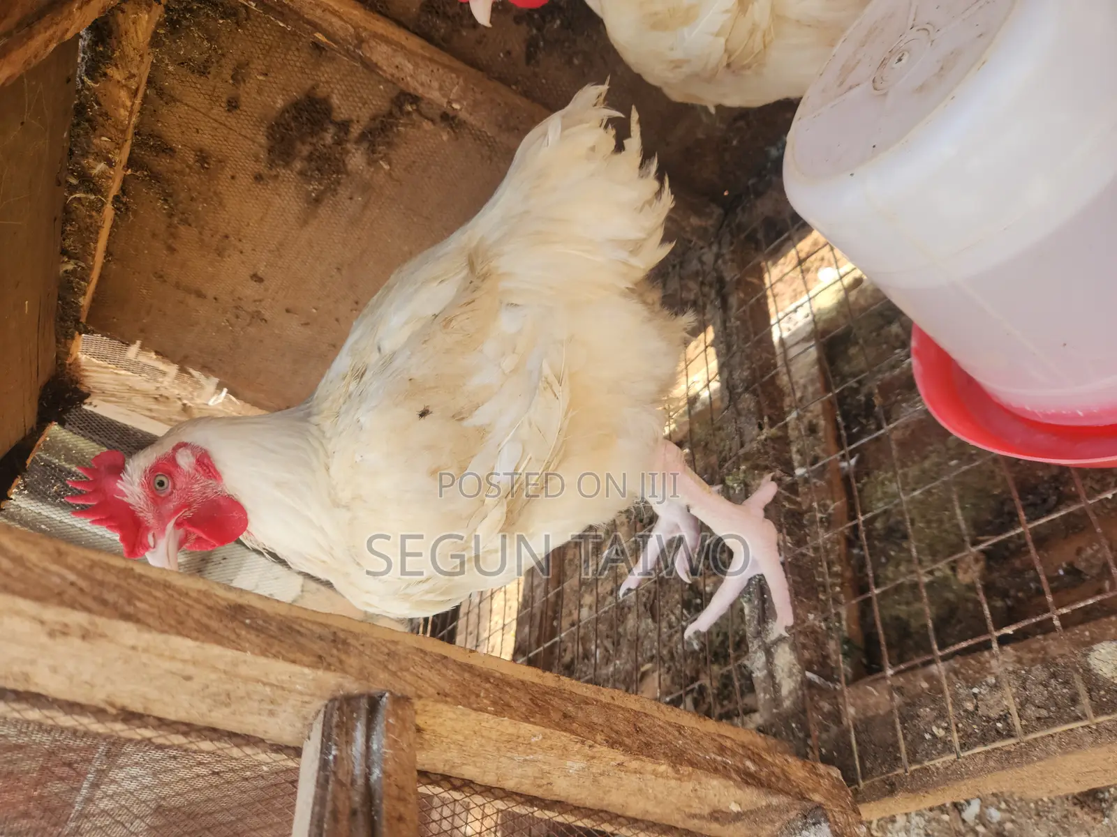 Live Chickens in Alimosho - Farm Animals, Taiwo Ola | Jiji.ng