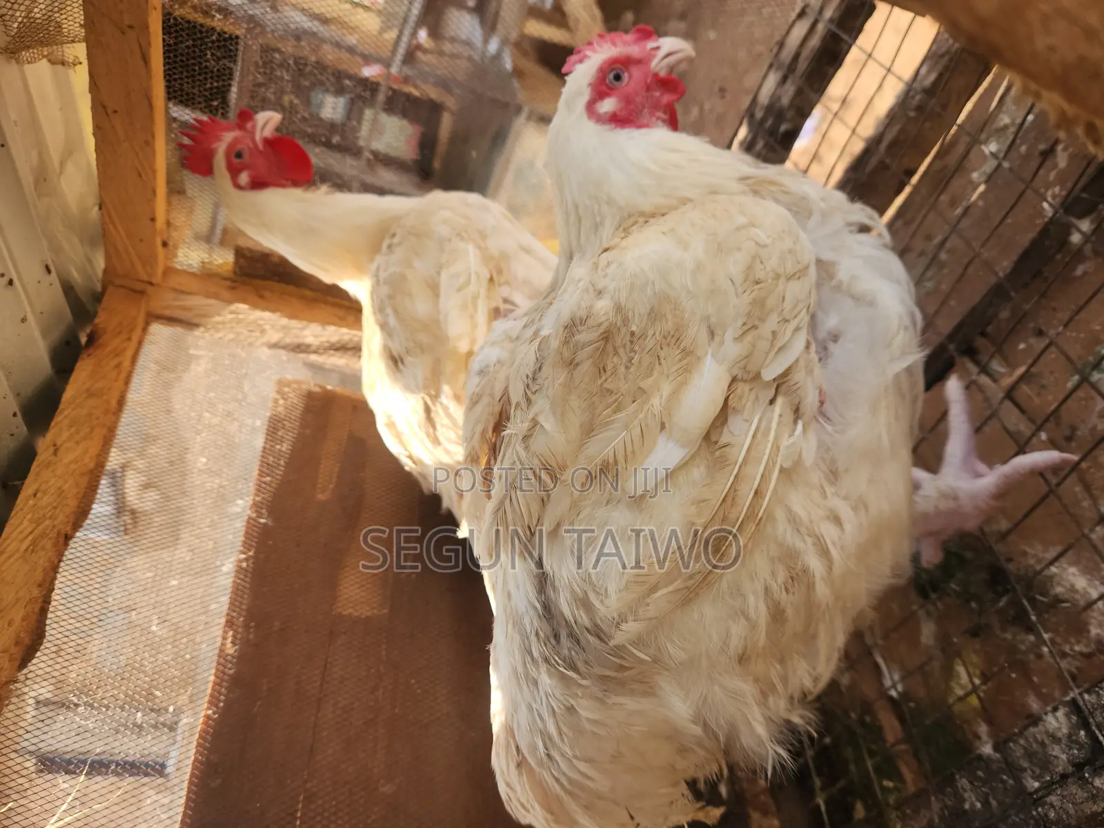 Live Chickens in Alimosho - Farm Animals, Taiwo Ola | Jiji.ng