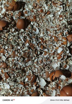Powder Egg Shell in Kaduna / Kaduna State - Farm Animal Feed ...