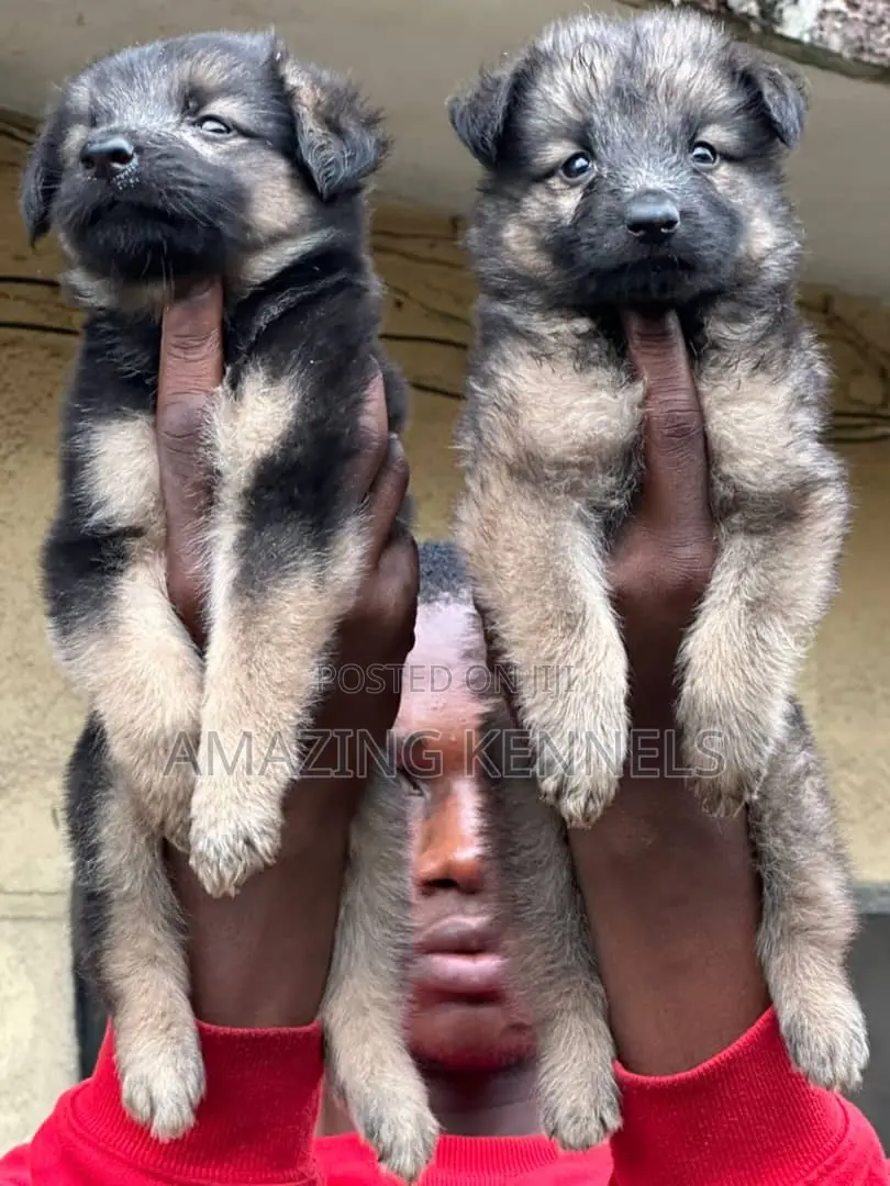 1-3 months Female Purebred German Shepherd in Port-Harcourt - Dogs ...