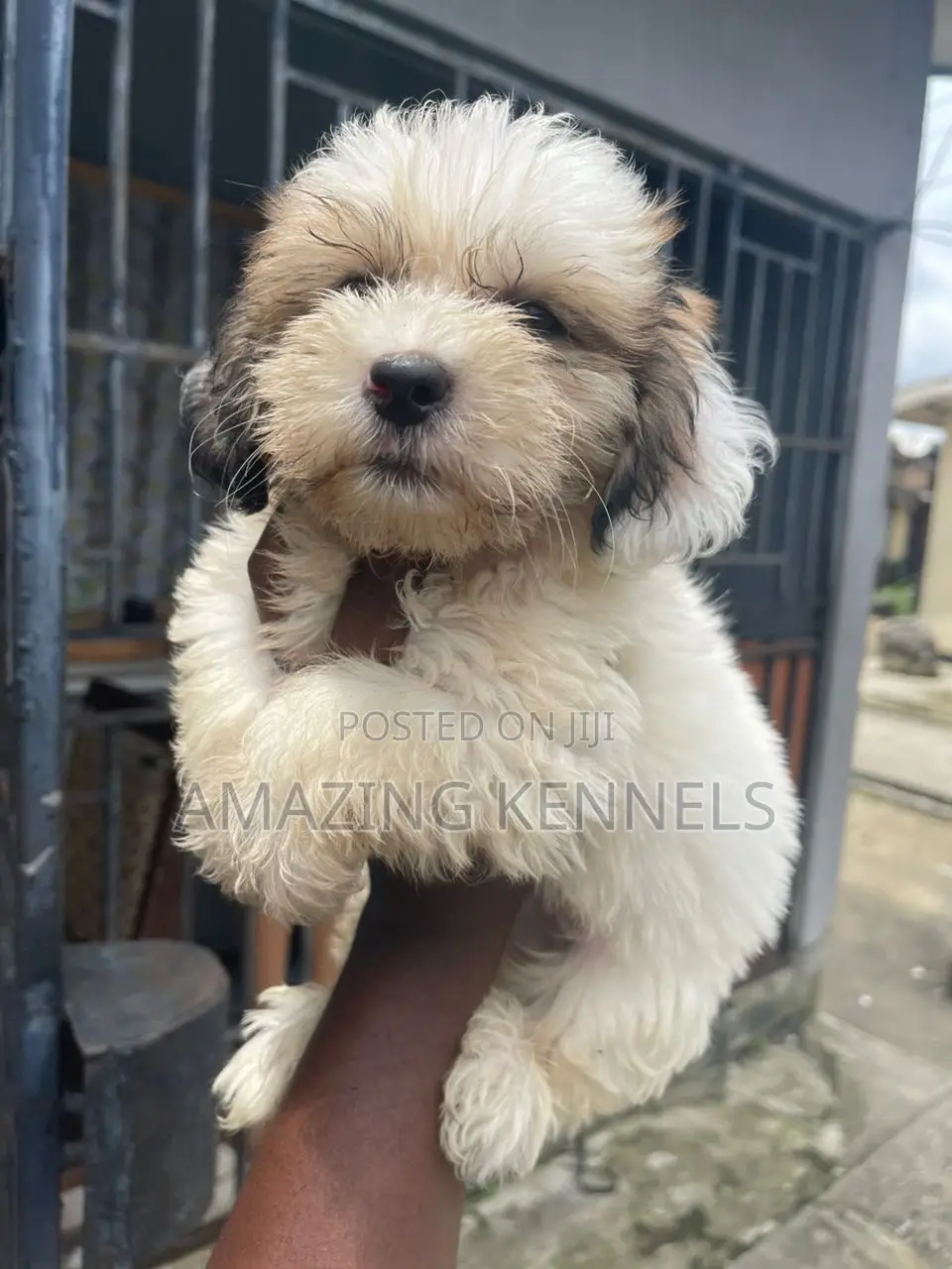 1-3 months Female Purebred Lhasa Apso in Surulere - Dogs & Puppies ...